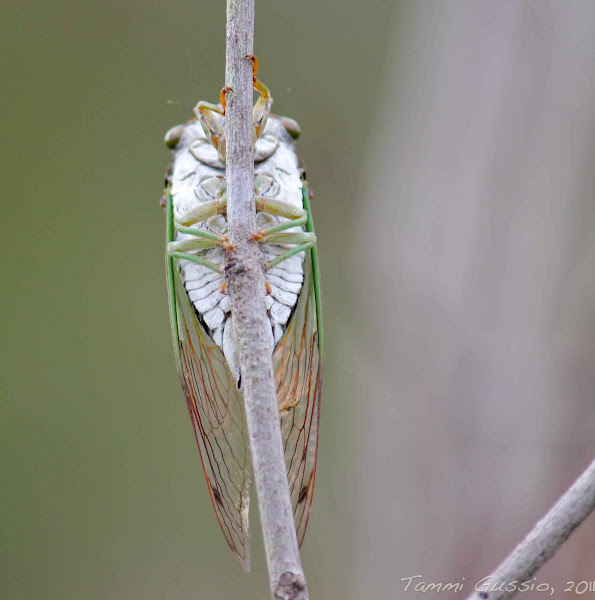 Annual Cicada | Project Noah