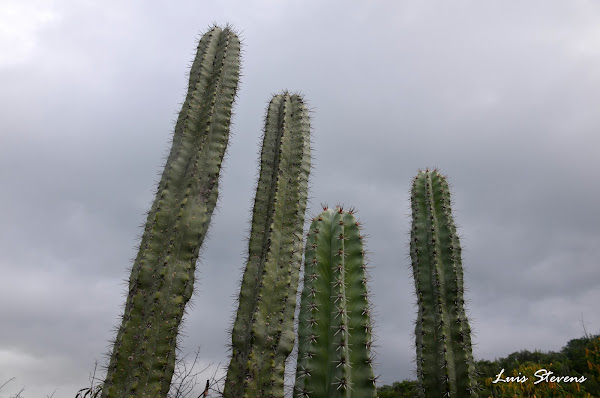 Pitayo | Project Noah