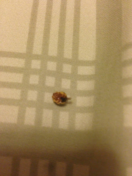 Netty Ladybird Beetle | Project Noah