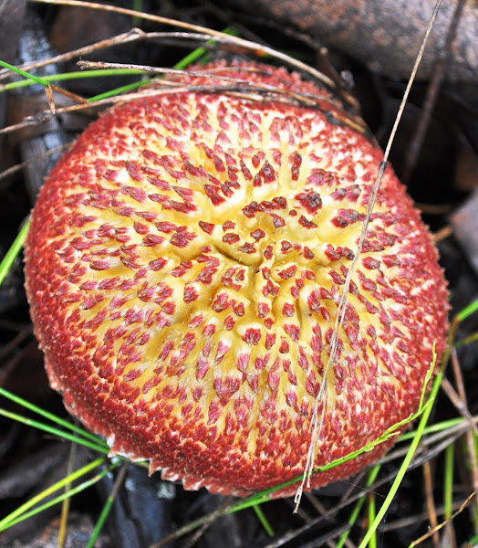 Boletellus ananas Fungi | Project Noah