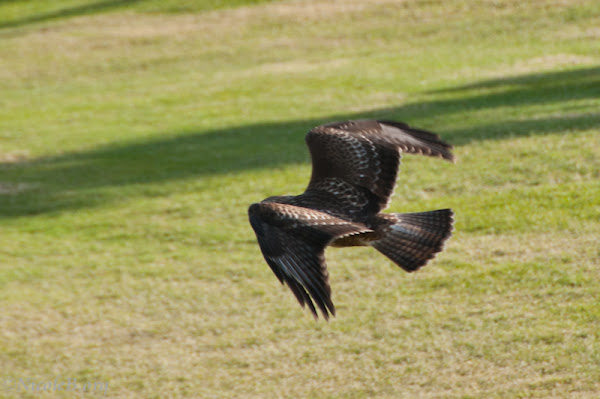 Steppe Buzzard | Project Noah