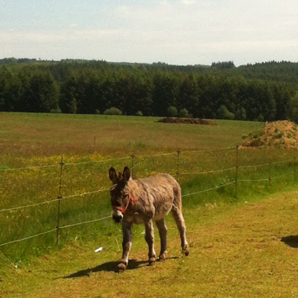 Donkey | Project Noah