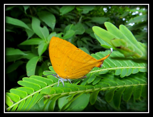 Yamfly | Project Noah