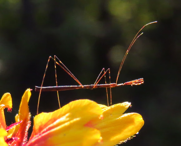 Thread-legged Bug | Project Noah