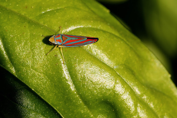 Candy-Striped Leafhopper | Project Noah