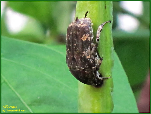 Mango Flower Beetle, Mottled Flower Scarab | Project Noah