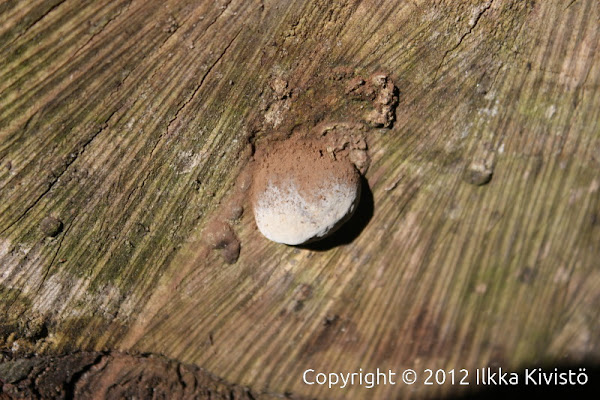 False Puffball | Project Noah