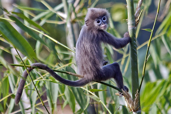 Phayre's Leaf Monkey | Project Noah