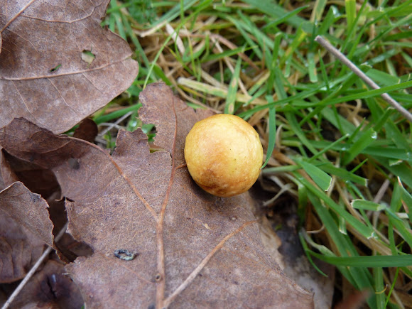 Oak tree Gall | Project Noah