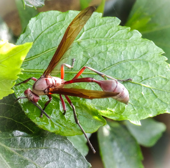Paper Wasp | Project Noah