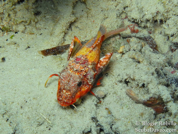 Painted Stingfish (juvenile) | Project Noah