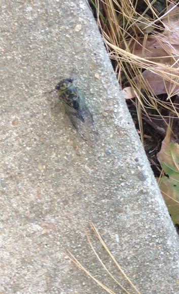 Walker's Cicada | Project Noah