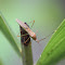 Paddy Bug / Slender rice bugs / walang sangit (Indonesian local name ...
