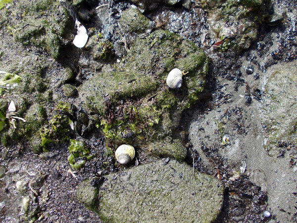 Mudflat top shell | Project Noah