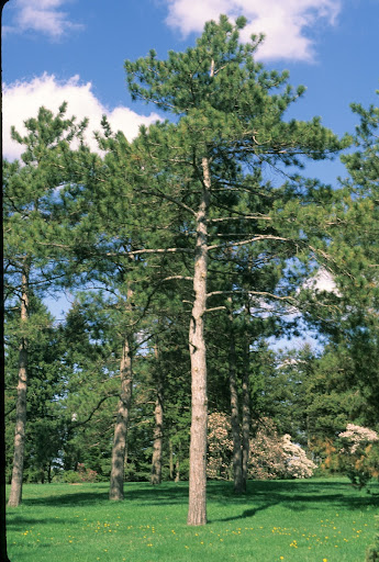 Red pine (Pinus resinosa) - Ed Hedborn, The Morton Arboretum — Google ...