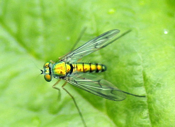 Long-legged Fly | Project Noah