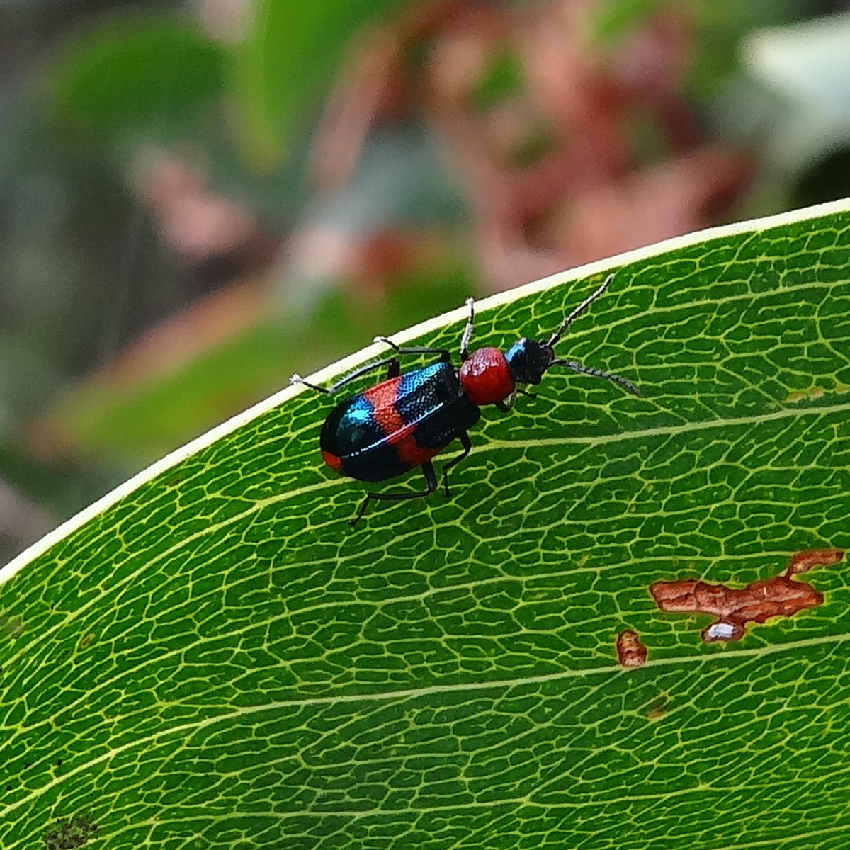 Red&Blue flower beetle | Project Noah