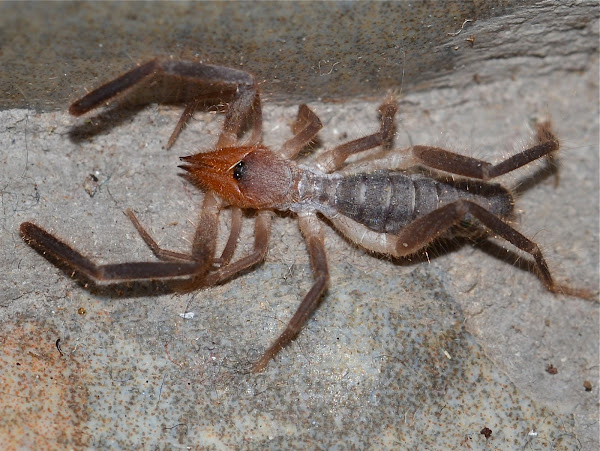 Camel Spider | Project Noah