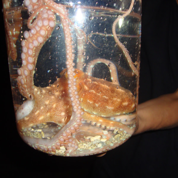 Night octopus | Project Noah