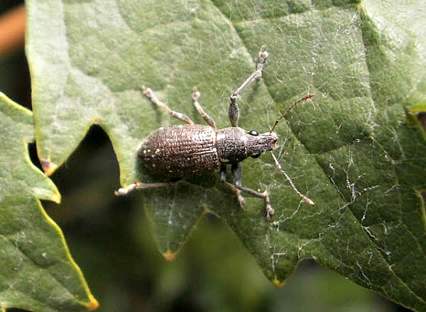 Short snouted Weevil | Project Noah