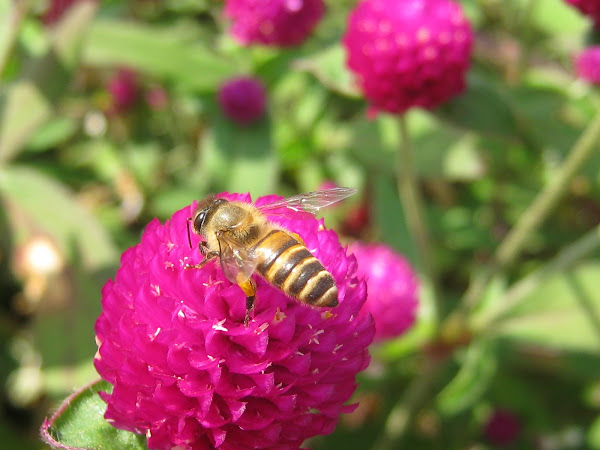 Common Honeybee | Project Noah