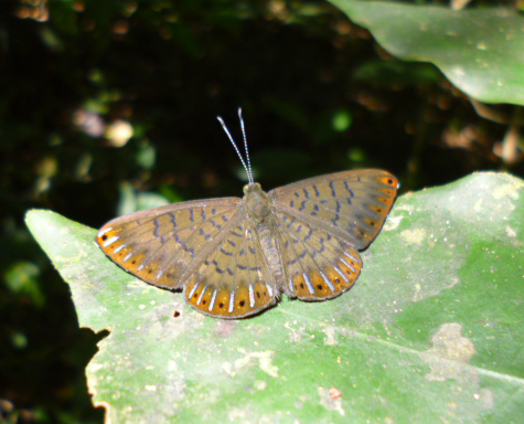 Buttlerfly | Project Noah