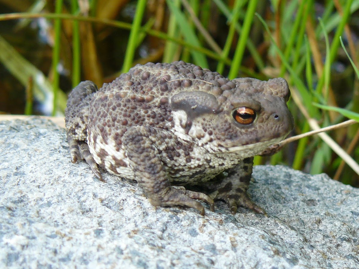 Common toad | Project Noah