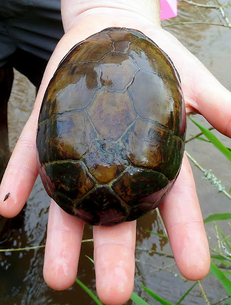 Eastern Mud Turtle | Project Noah