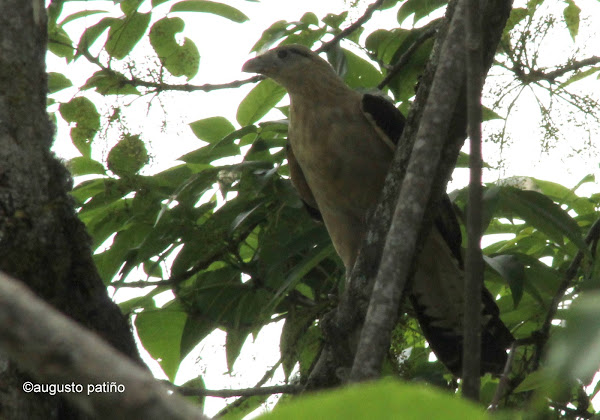 Pigua | Project Noah