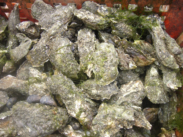oesters | Project Noah