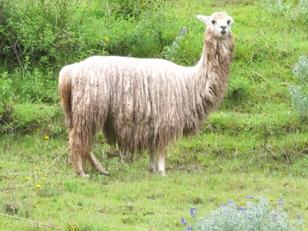 Llama | Project Noah