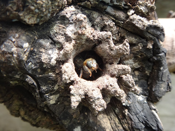 Jicote manso | Project Noah