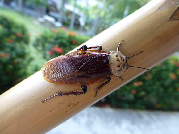 Cockroach | Project Noah