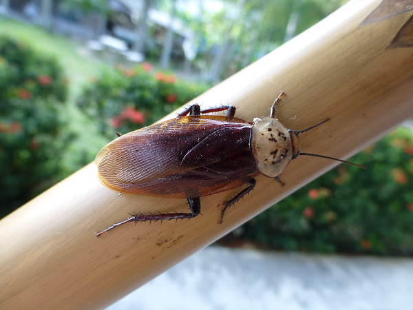 Cockroach | Project Noah