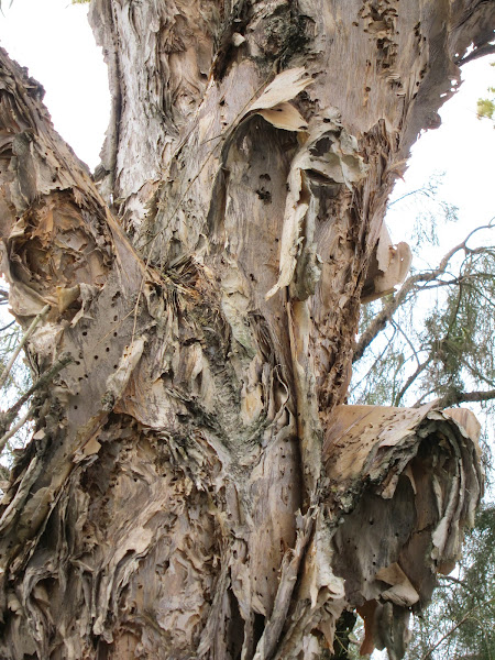 Silver-leaved Paperbark | Project Noah