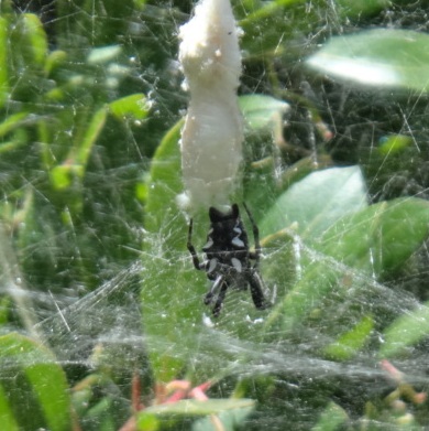 Tropica Tent-Web Spider | Project Noah