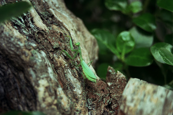 Springbok Mantis | Project Noah