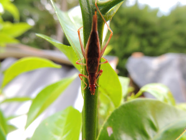 Insecto | Project Noah