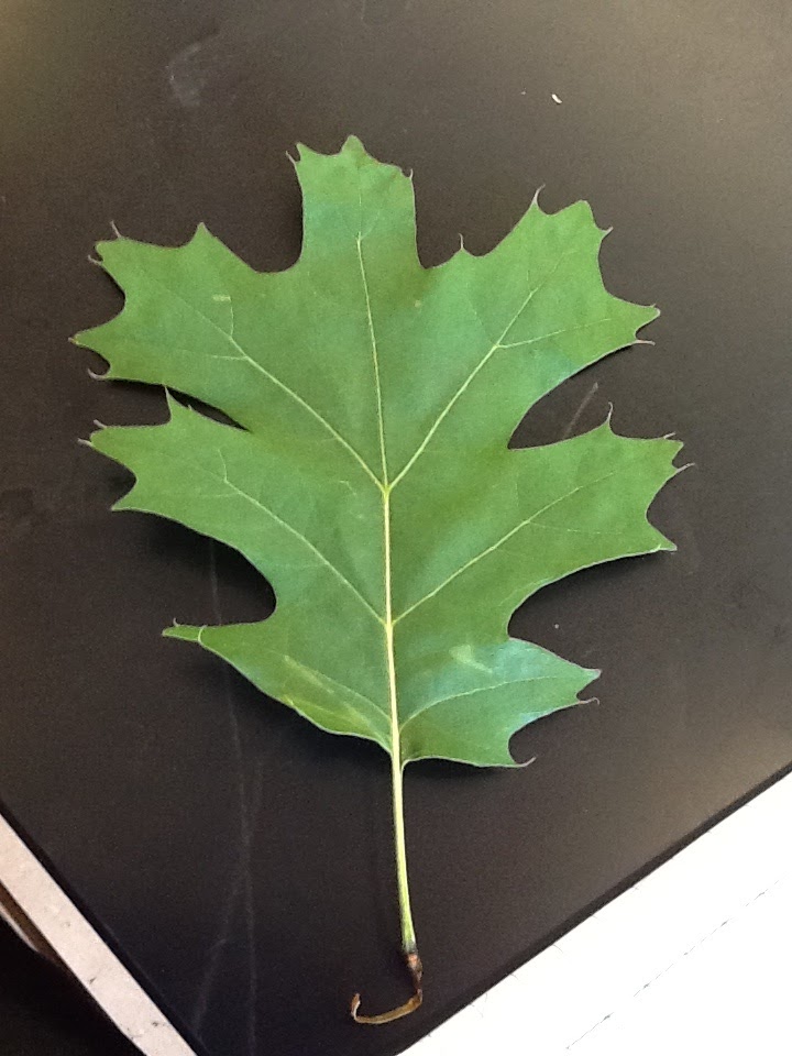 Red Oak | Project Noah