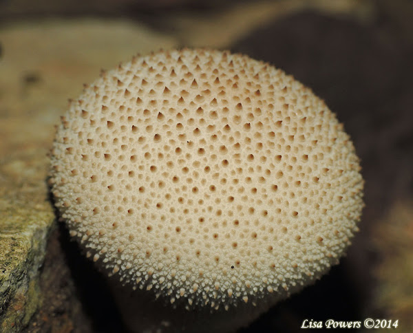 Common puffball | Project Noah