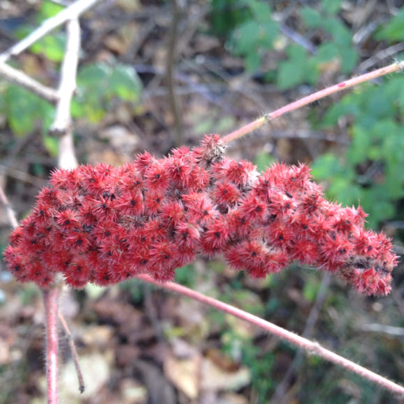 Stag-Horn Sumac | Project Noah