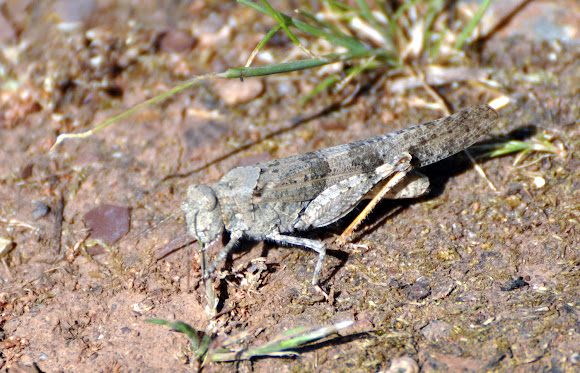 Carolina Locust - Grasshopper | Project Noah
