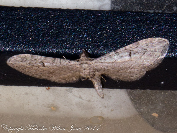 Pug moth | Project Noah