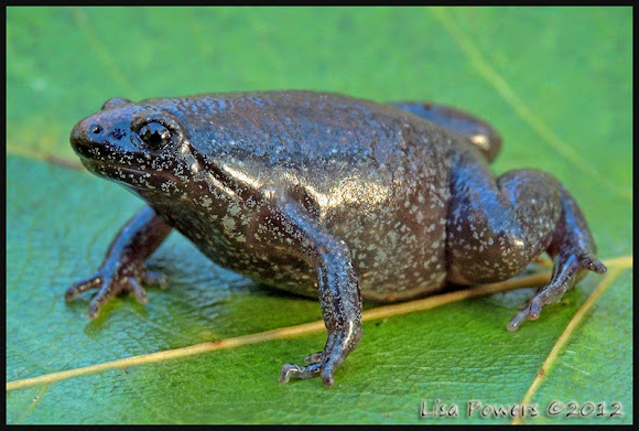 Eastern Narrow-mouthed Toad | Project Noah