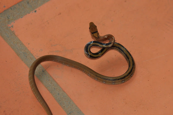 Radiated Rat Snake | Project Noah