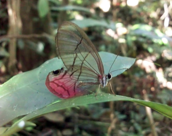 Blushing Phantom - Mariposa | Project Noah