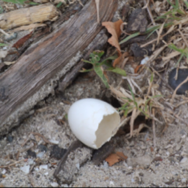 Eggshell | Project Noah