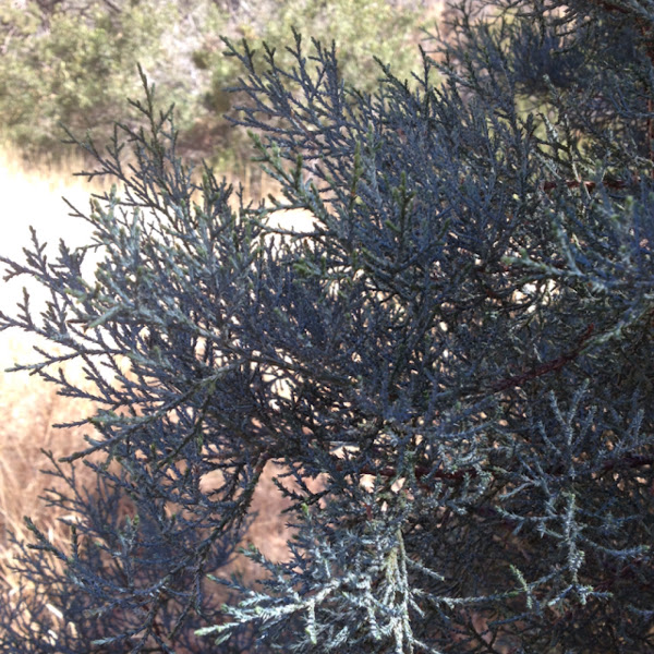 Juniper | Project Noah