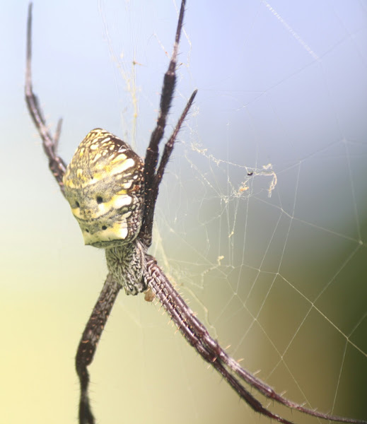 orb weaver | Project Noah