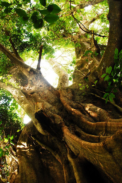 Giant Fig Tree | Project Noah